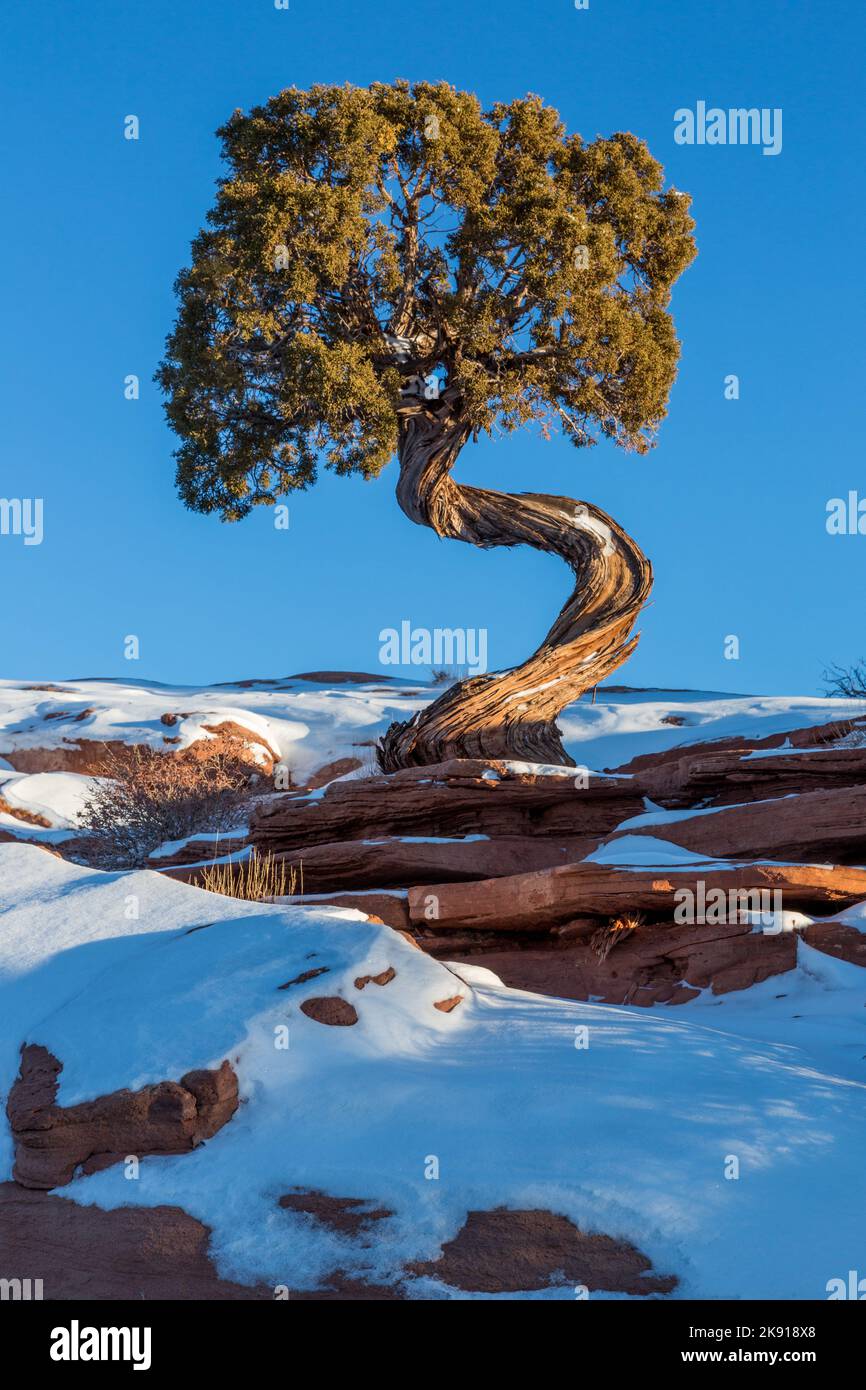 A Utah juniper tree with a 720 degree twist in its trunk at Dead Horse ...