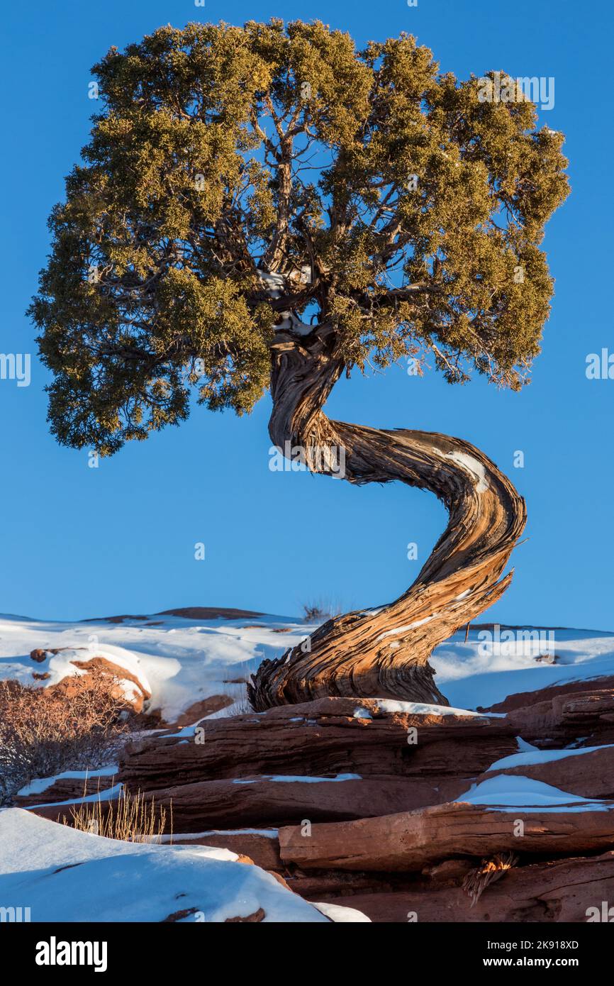A Utah juniper tree with a 720 degree twist in its trunk at Dead Horse ...