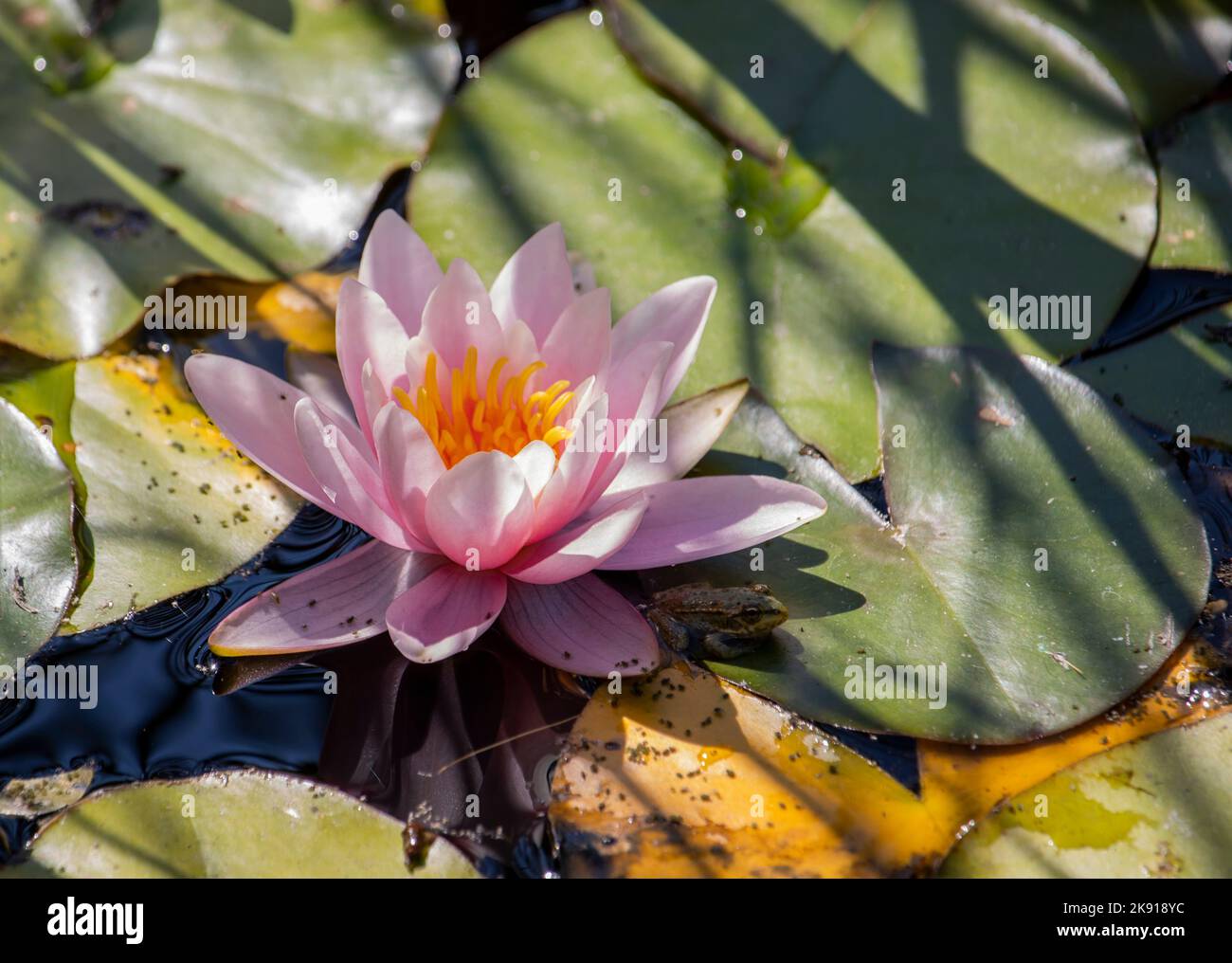 Water Lily , Nymphaea Attraction , Water lily with frog Stock Photo - Alamy