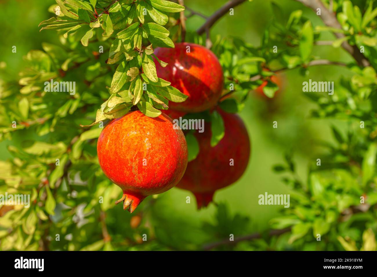 Beautiful pomegranate tree hi-res stock photography and images - Alamy