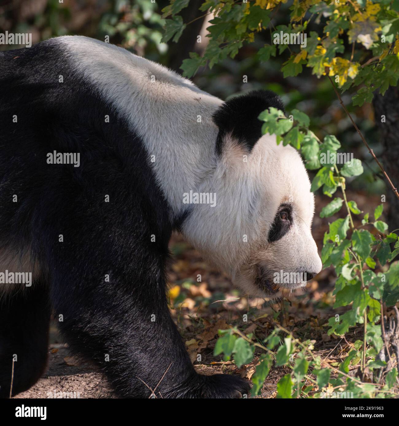 big panda bear close-up, wandering through the enclosure Stock Photo ...