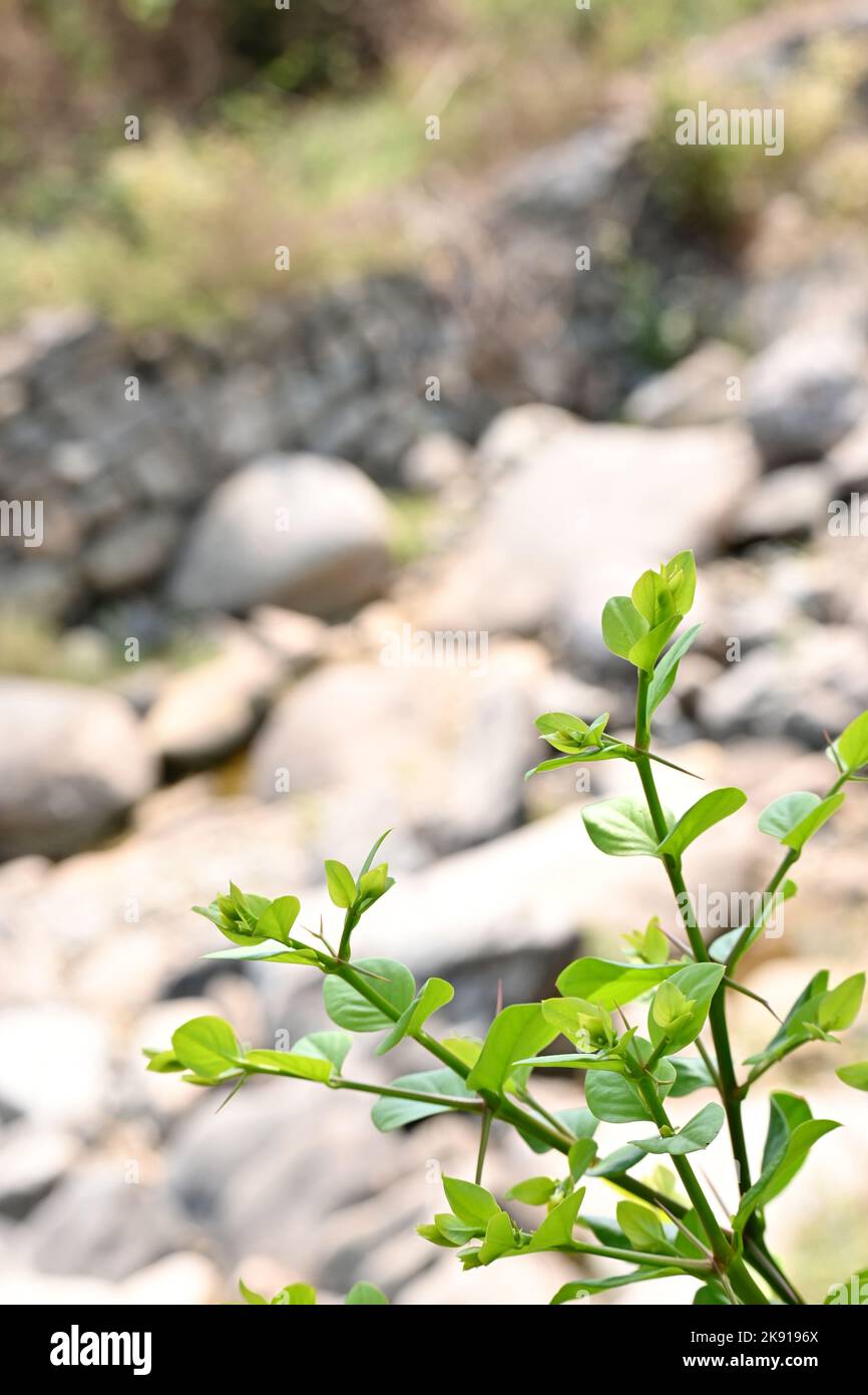A vertical selective focus of a carissa plant with a rocky background ...