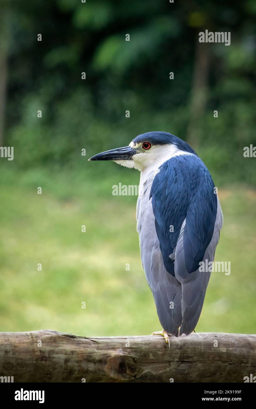 bird of bad omen mentioned by Aristotle Stock Photo - Alamy