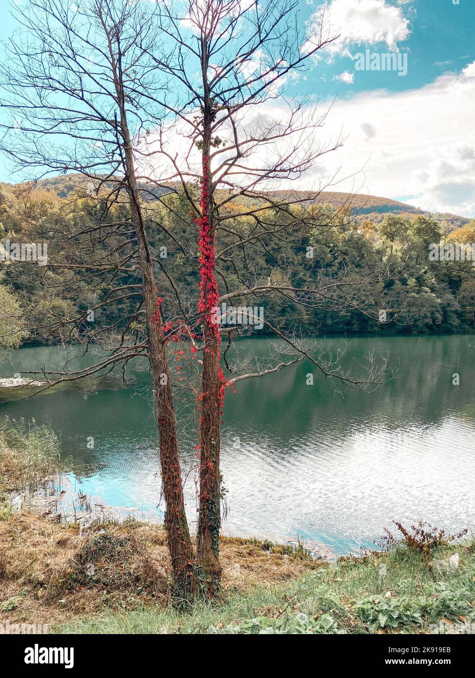 A deciduous tree in Jajce, Bosnia and Herzegovina town in autumn with ...