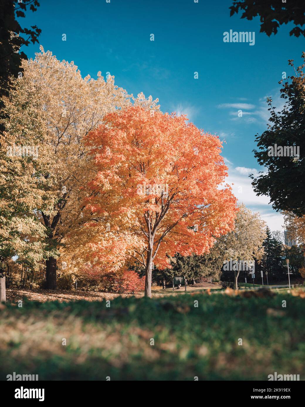 A young maple tree in autumn in the Victoria park in Quebec Stock Photo ...
