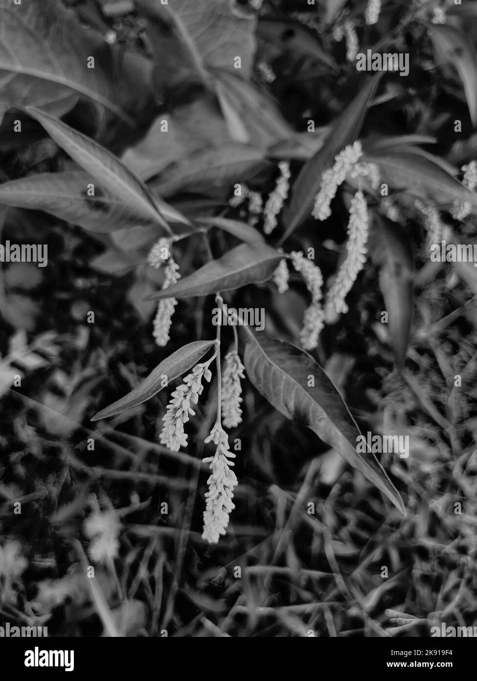 Smartweed Black and White Stock Photos & Images - Alamy