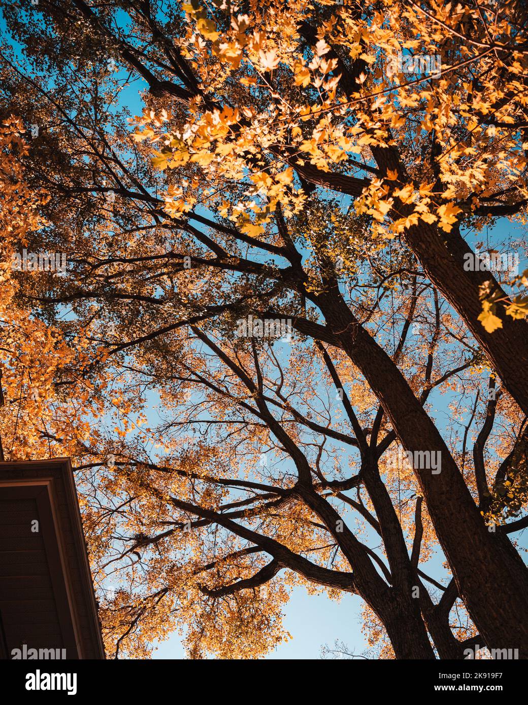 A low-angle shot of autumn tree against a blue sky Stock Photo - Alamy