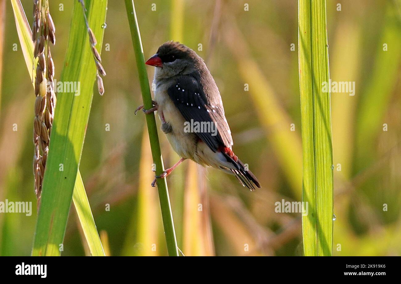 A closeup shot of a female Red Avadavat bird perched on a Hinohikari ...