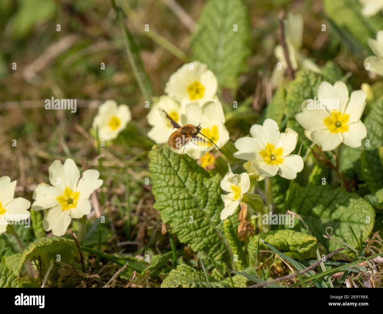 Bee Fly Flying to a Primrose to Feed Stock Photo - Alamy