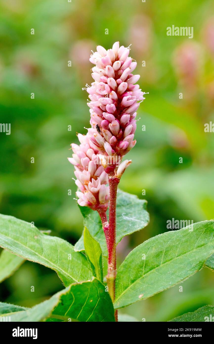 Amphibious Bistort (polygonum amphibium), close up showing the bright ...