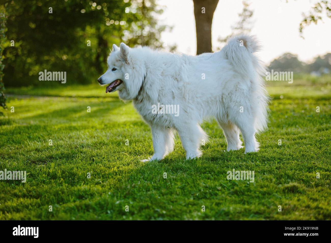 A closeup of a furry white Samoyed dog in a park trail captured with ...