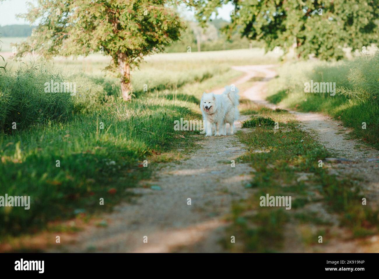 A furry white Samoyed dog walking along a park trail under sunlight ...