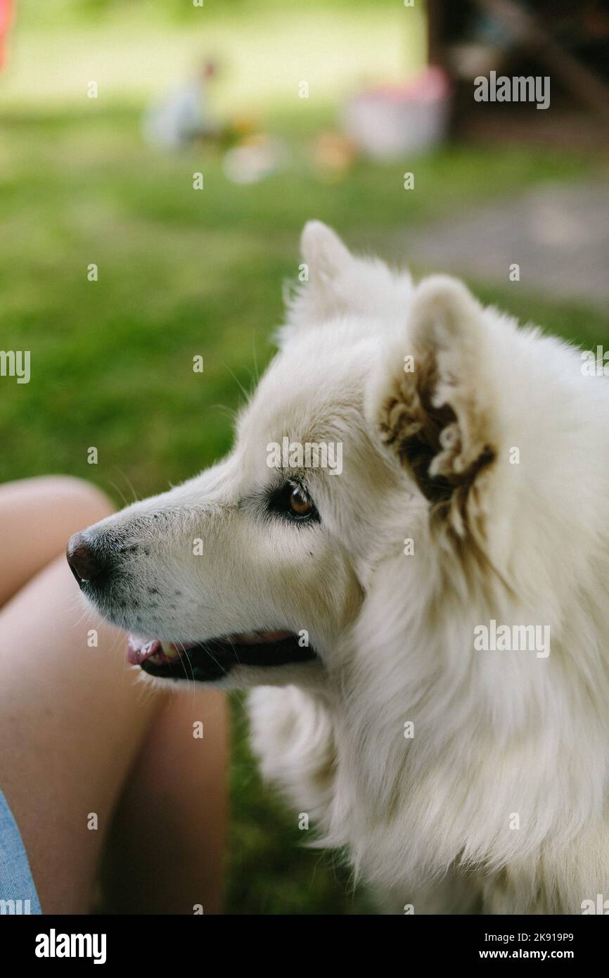 A vertical of an adorable Samoyed dog side profile captured in closeup ...