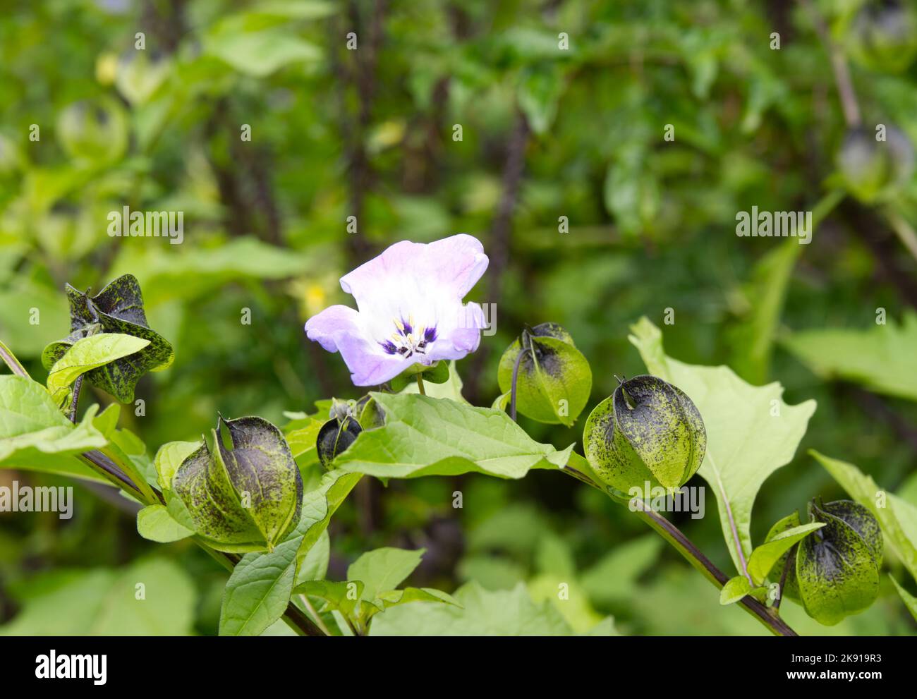 Blue, summer flowered annual Nicandra Physalodes, Shoo Fly plant, Apple ...