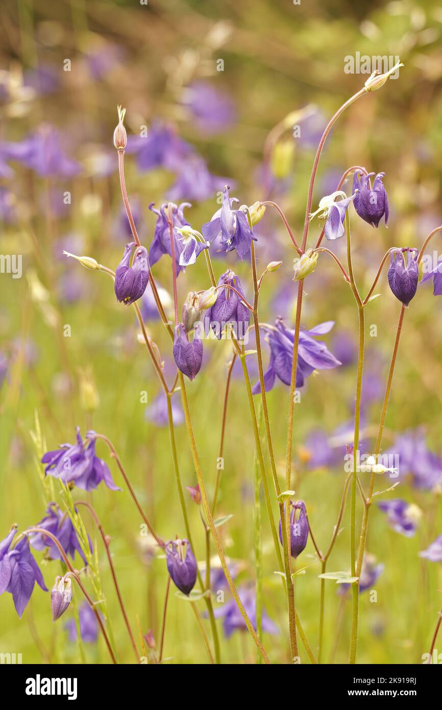 A vertical shot of Columbine flowers in a field Stock Photo - Alamy