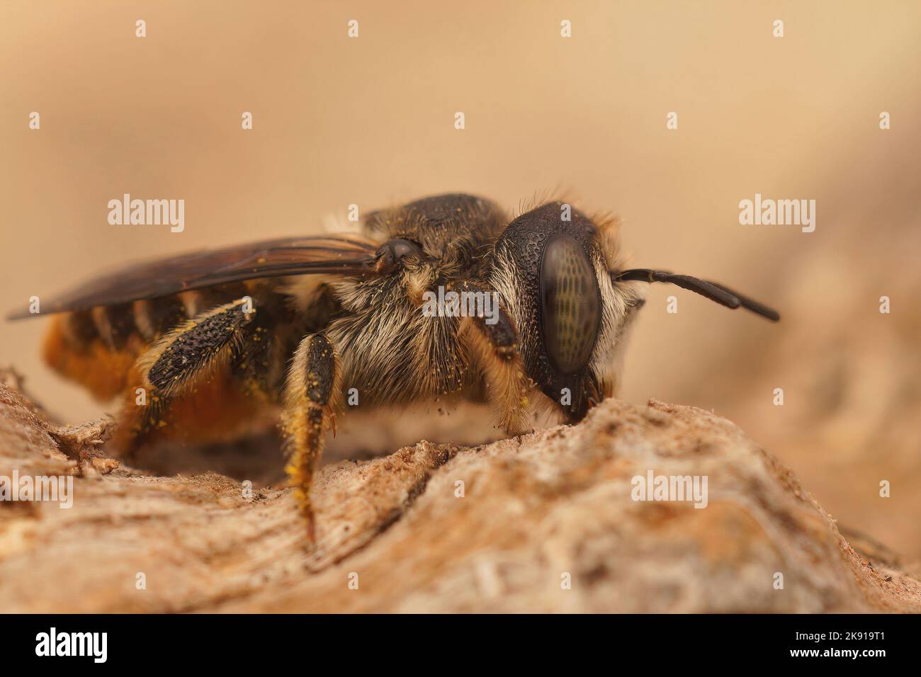 A macro shot of a Mediterranean wood-boring bee on a bark of a tree ...