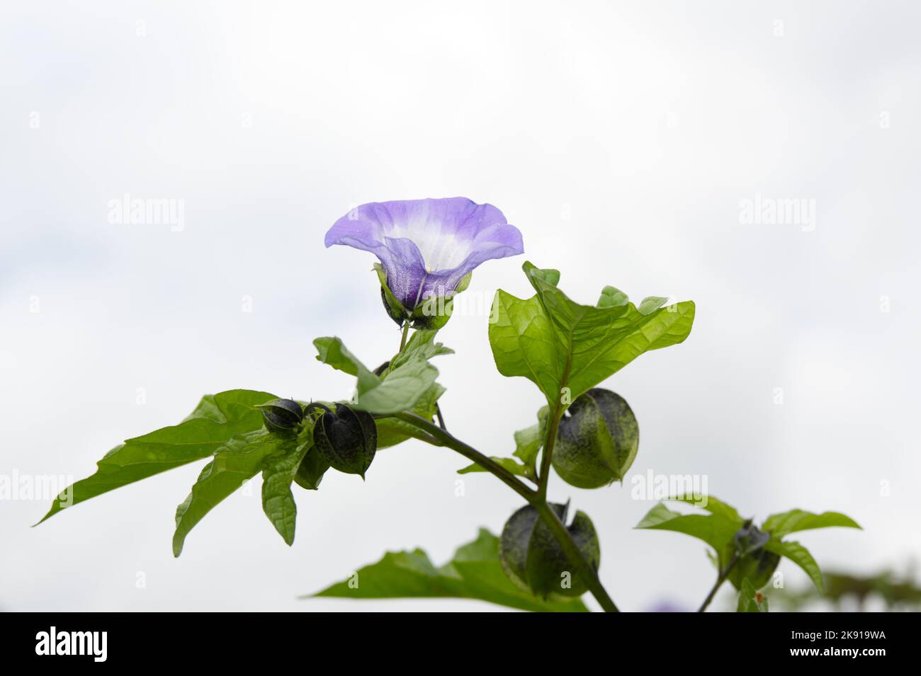 Blue, summer flowered annual Nicandra Physalodes, Shoo Fly plant, Apple ...