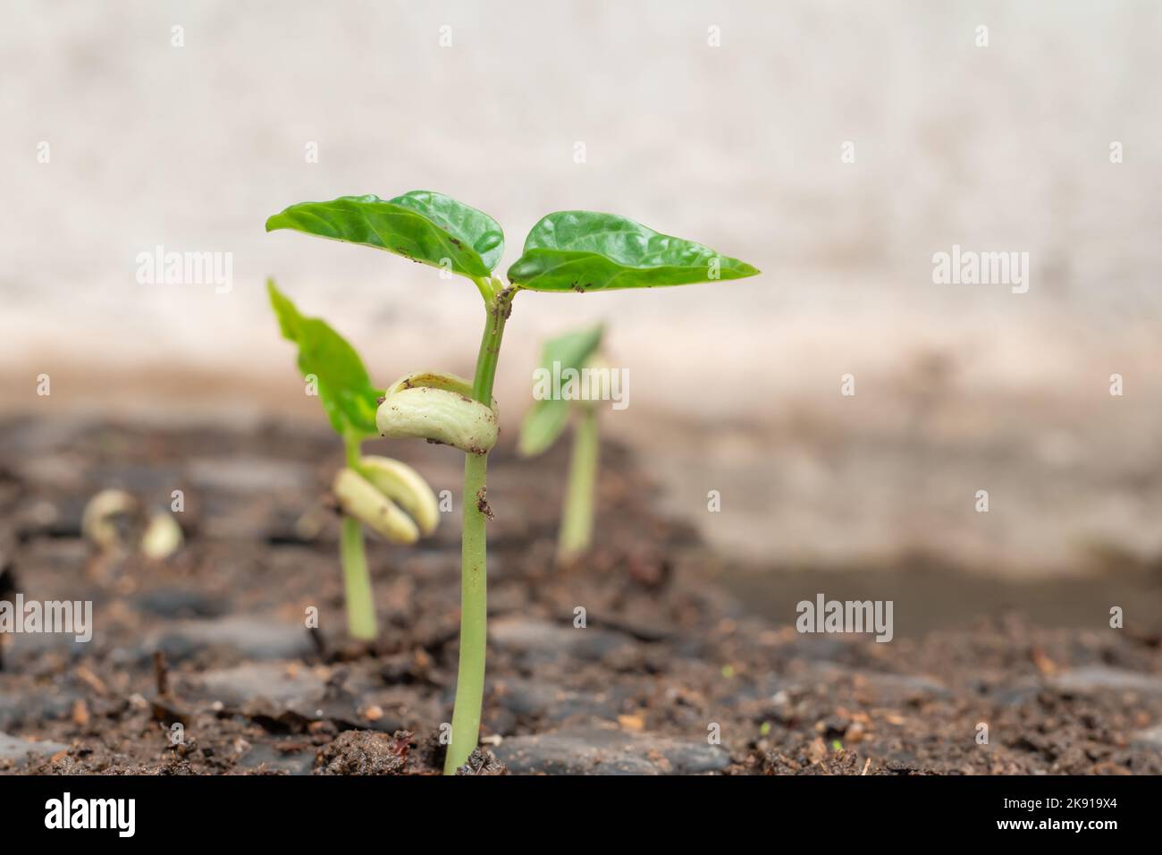 Small green plant with seed Stock Photo - Alamy