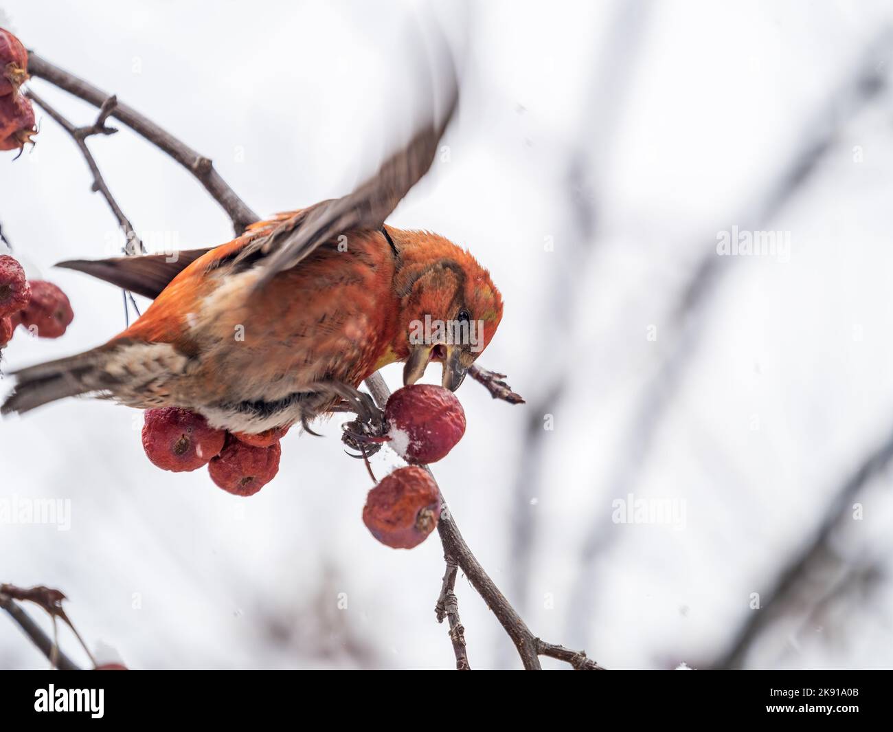 Red Crossbill male sitting on the tree branch and eats wild apple ...