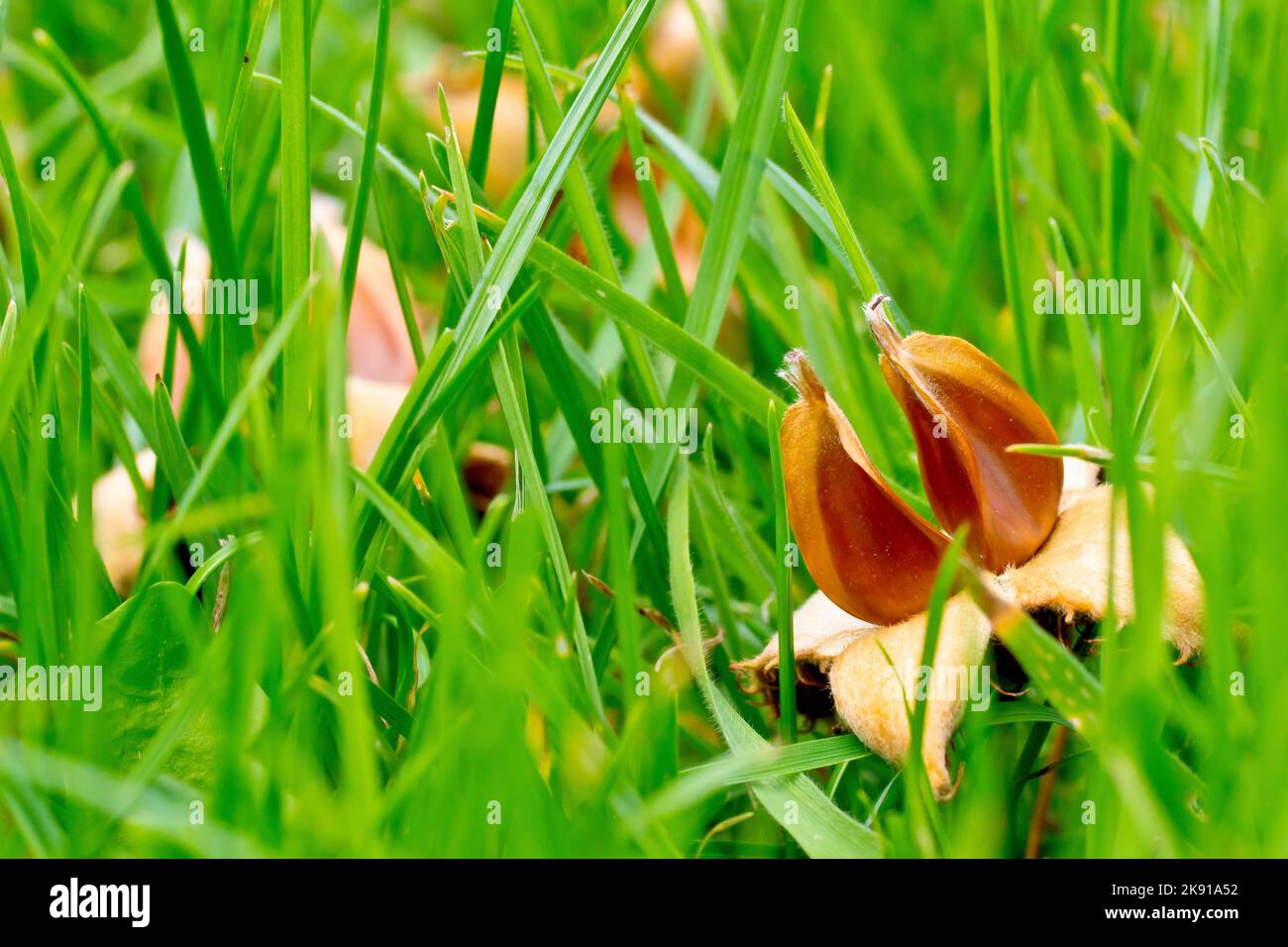 Beech (fagus sylvatica), close up showing two beech nuts sitting inside ...