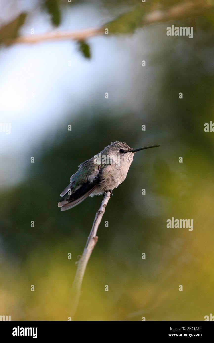 A vertical closeup of a Humminbird perched on a thin branch on a blurry ...