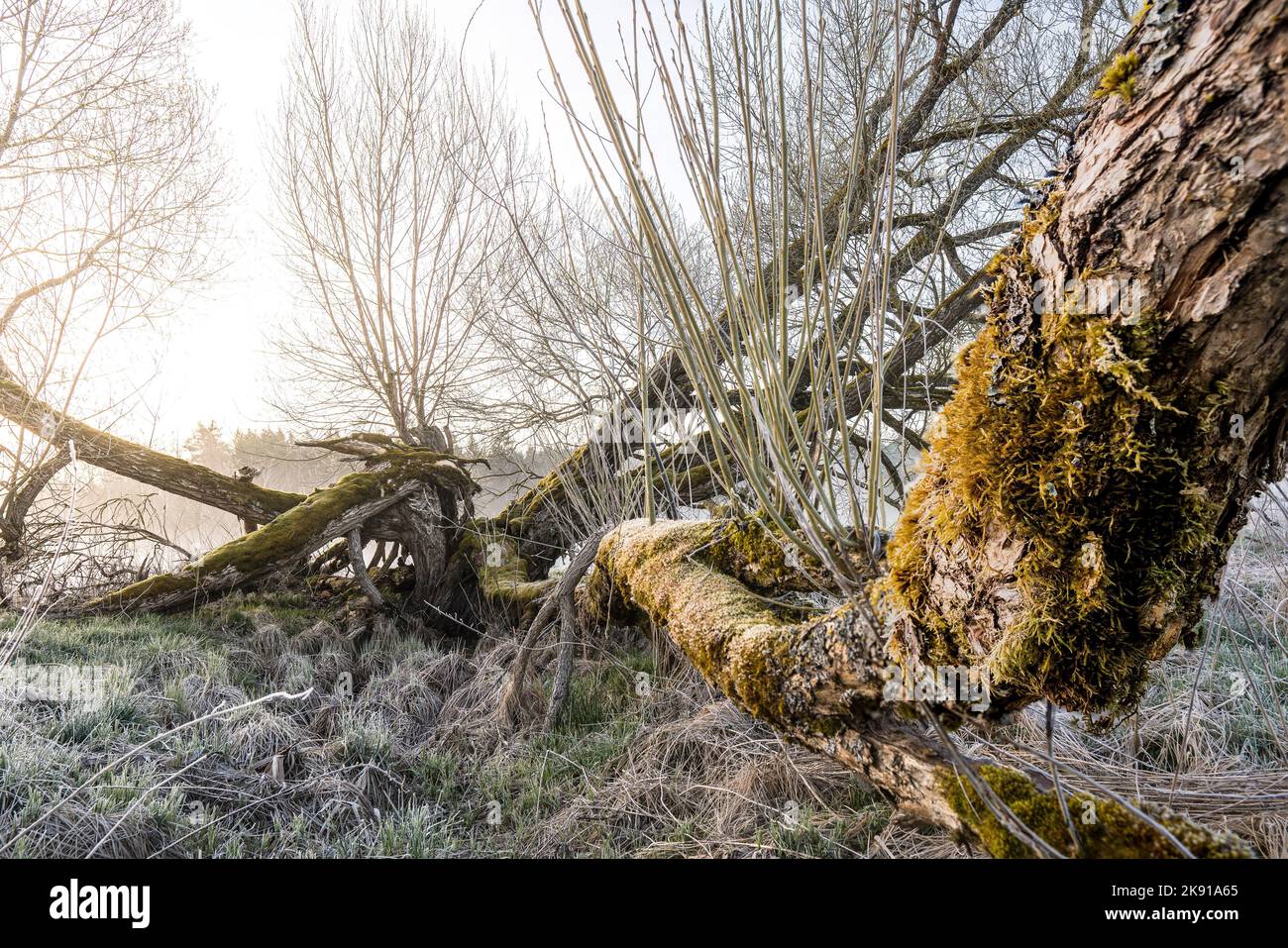 A beautiful shot of a tree bushes scrub Stock Photo - Alamy
