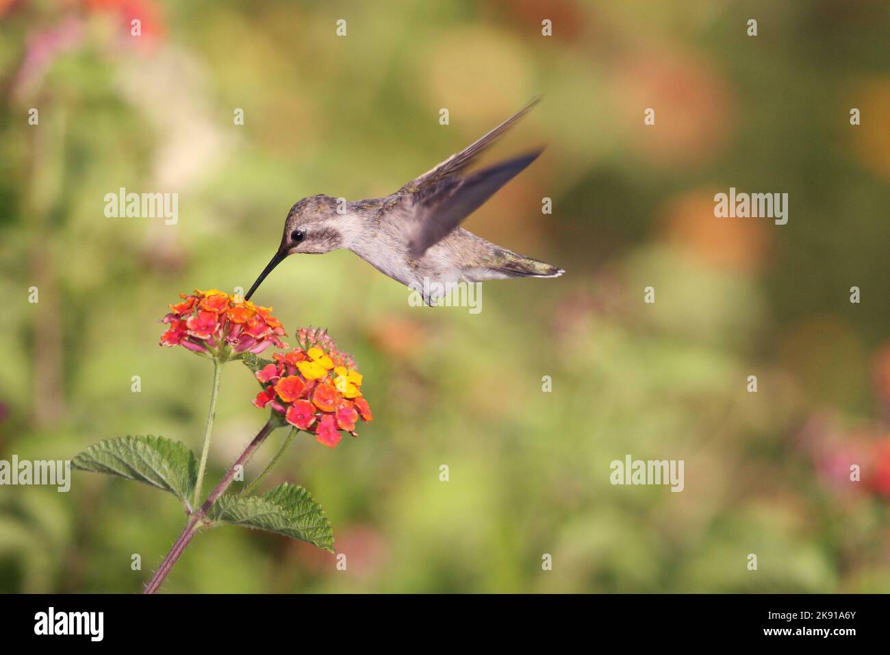 A closeup shot of a hummingbird collecting nectar from the flower Stock ...