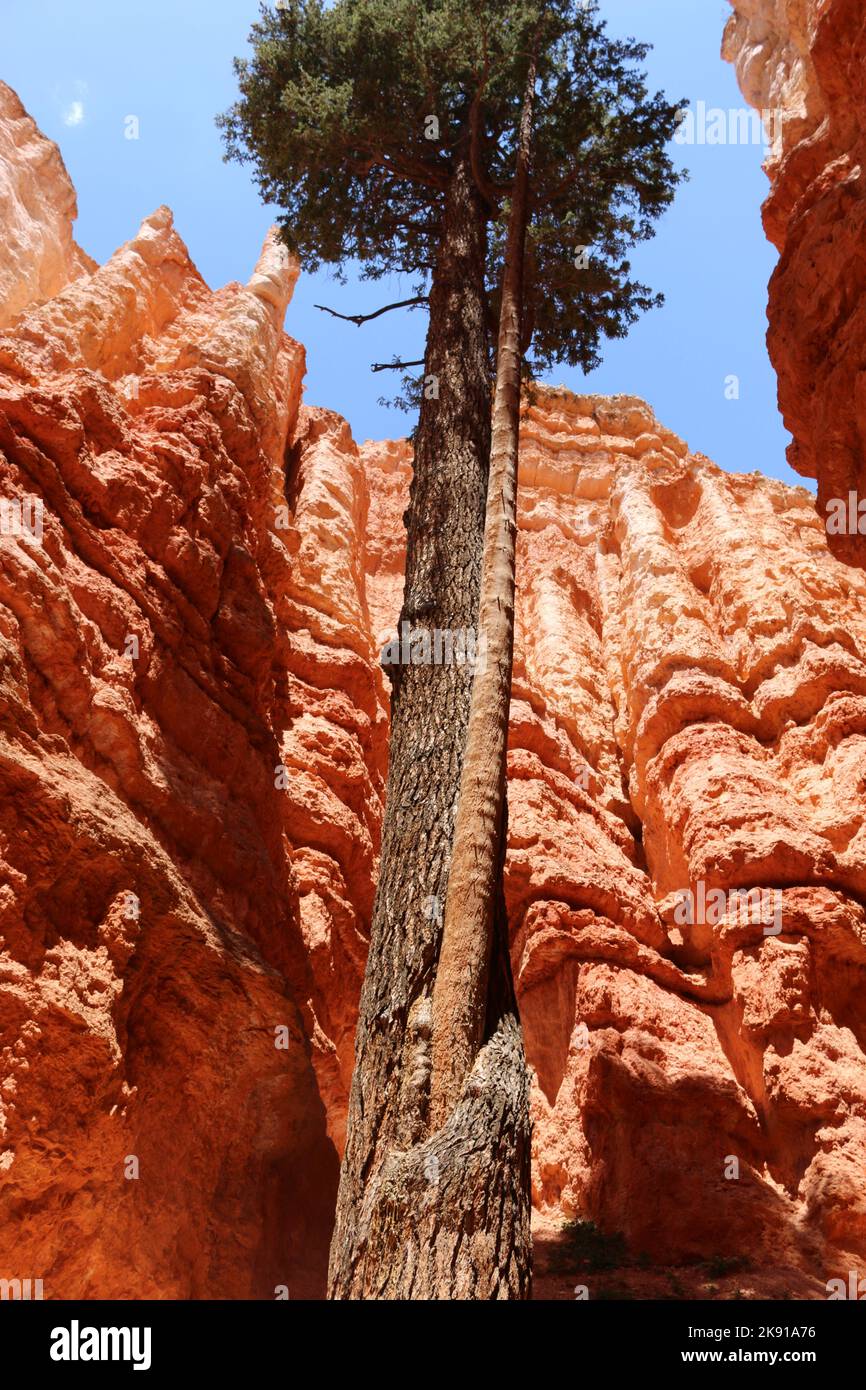 A low angle shot of a tree growing up between canyon walls in Navajo ...