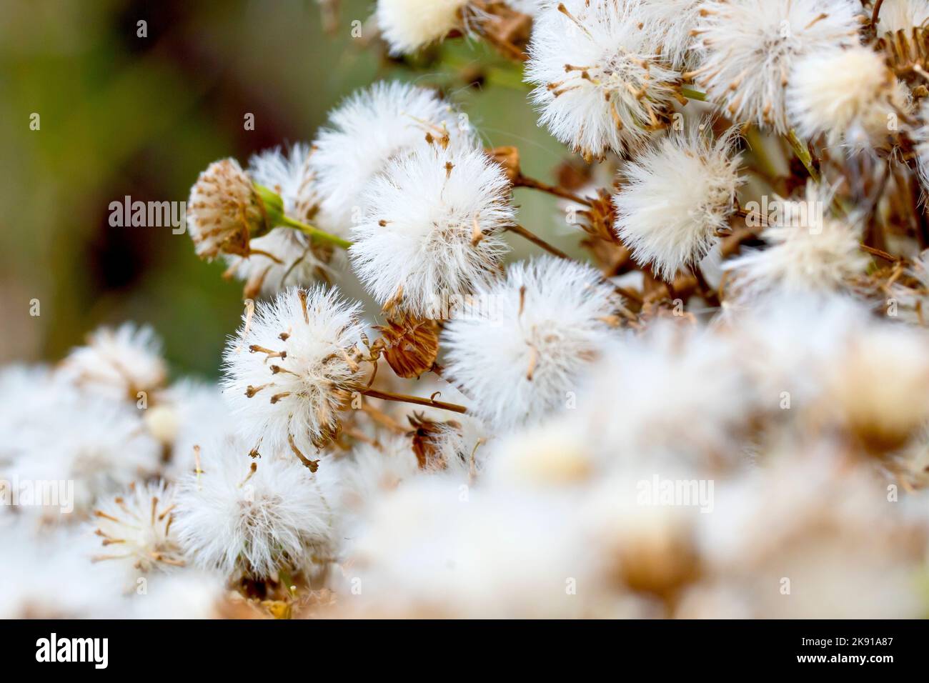 Common Ragwort (senecio jacobaea), close up showing the plant in seed ...