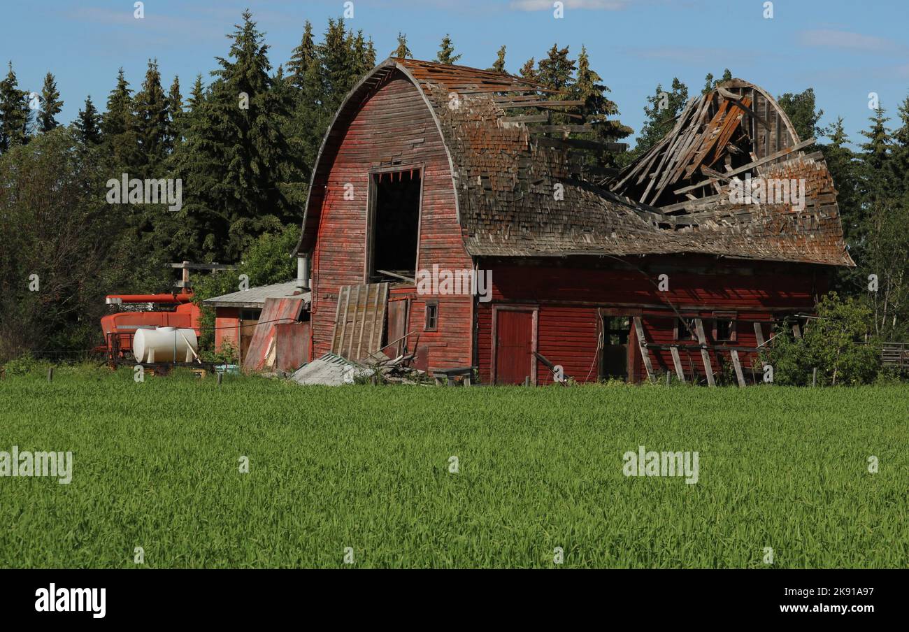 An abandoned old wooden barn with a broken roof in Calmar, Alberta ...