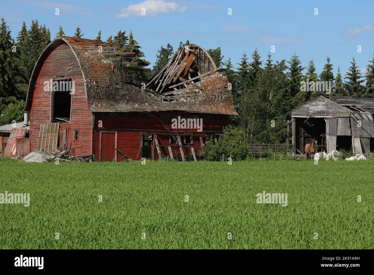 An abandoned old wooden barn with a broken roof in Calmar, Alberta ...