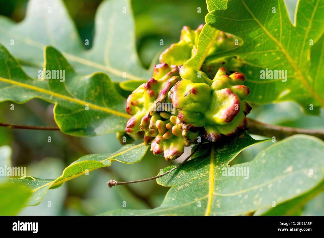 Close up showing acorns deformed by the Knopper Oak Gall Wasp (andricus ...