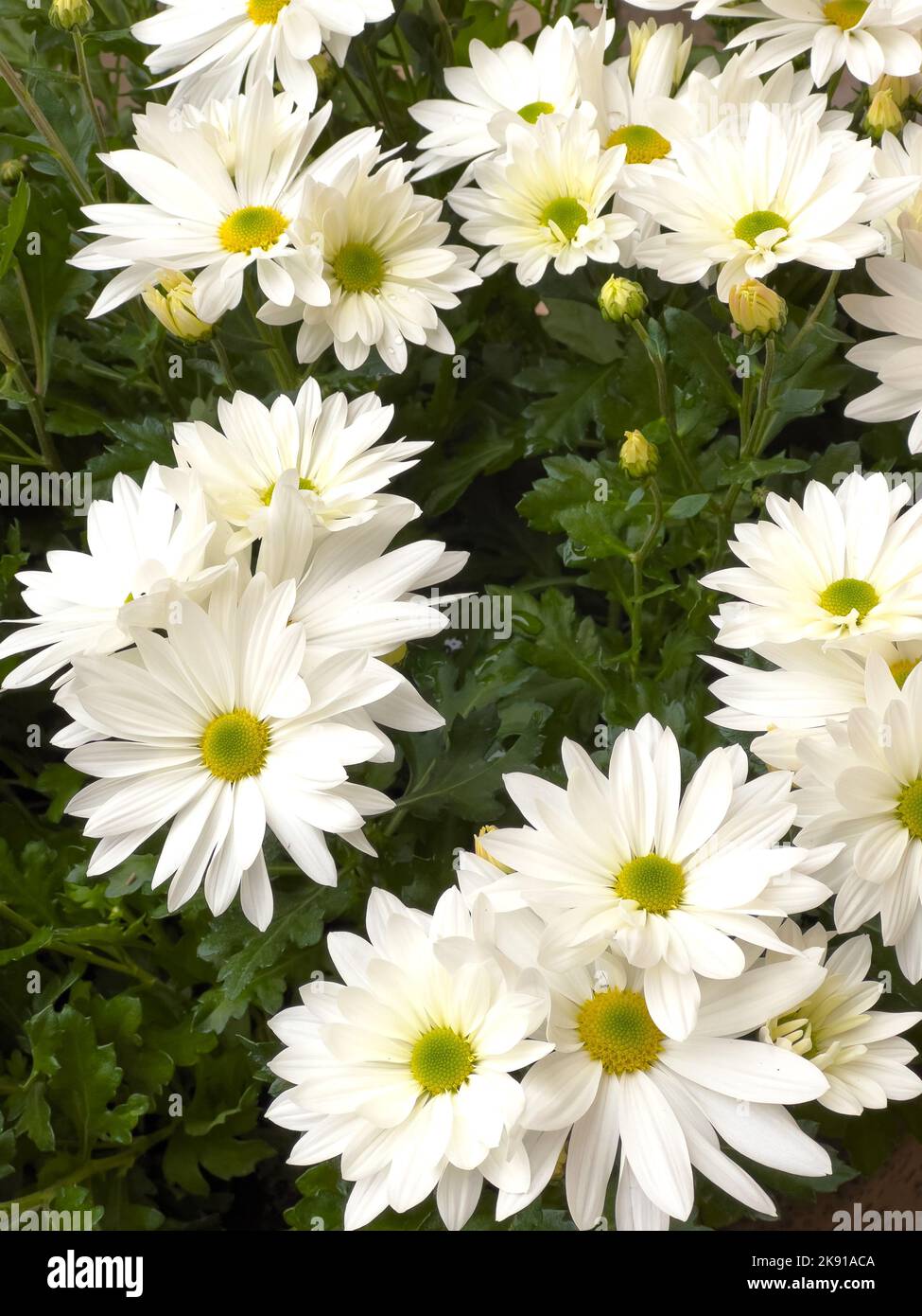 A beautiful daisy flower background Stock Photo - Alamy