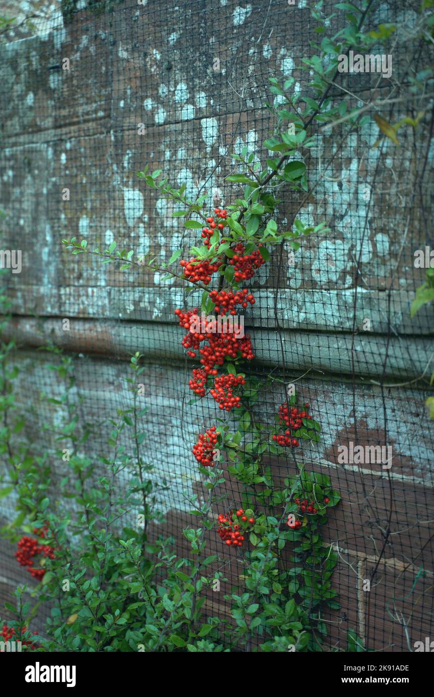 A closeup of red berries on a grid fence Stock Photo - Alamy