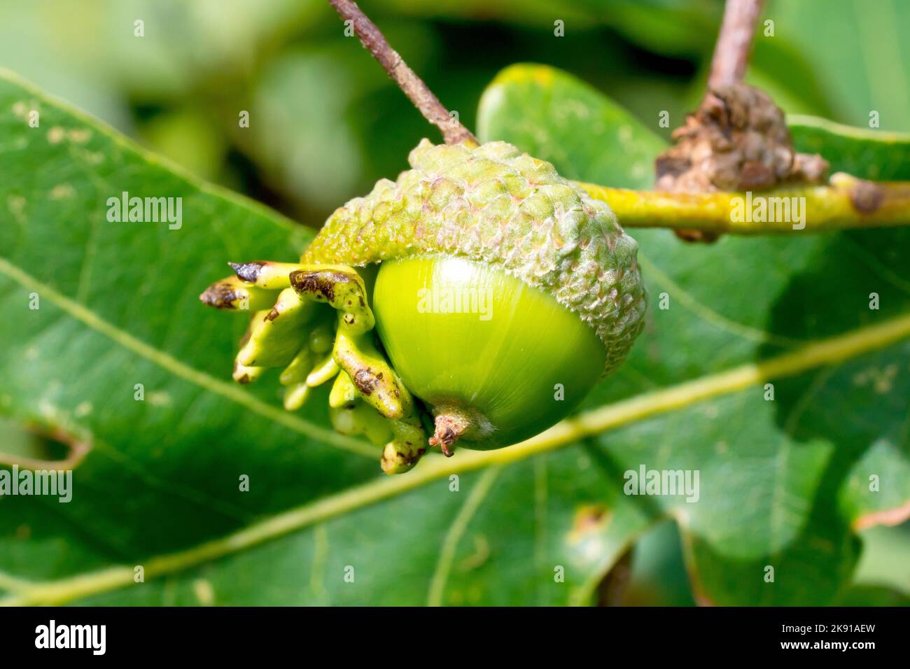 Oak gall wasp hi-res stock photography and images - Alamy