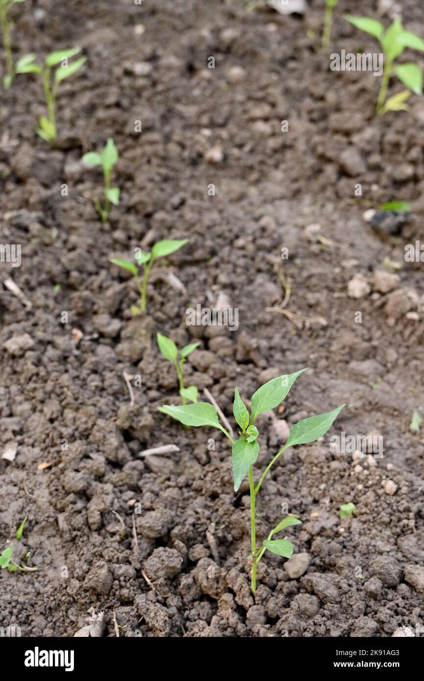 A vertical high-angle view of the seedling green leafy plants on the ...