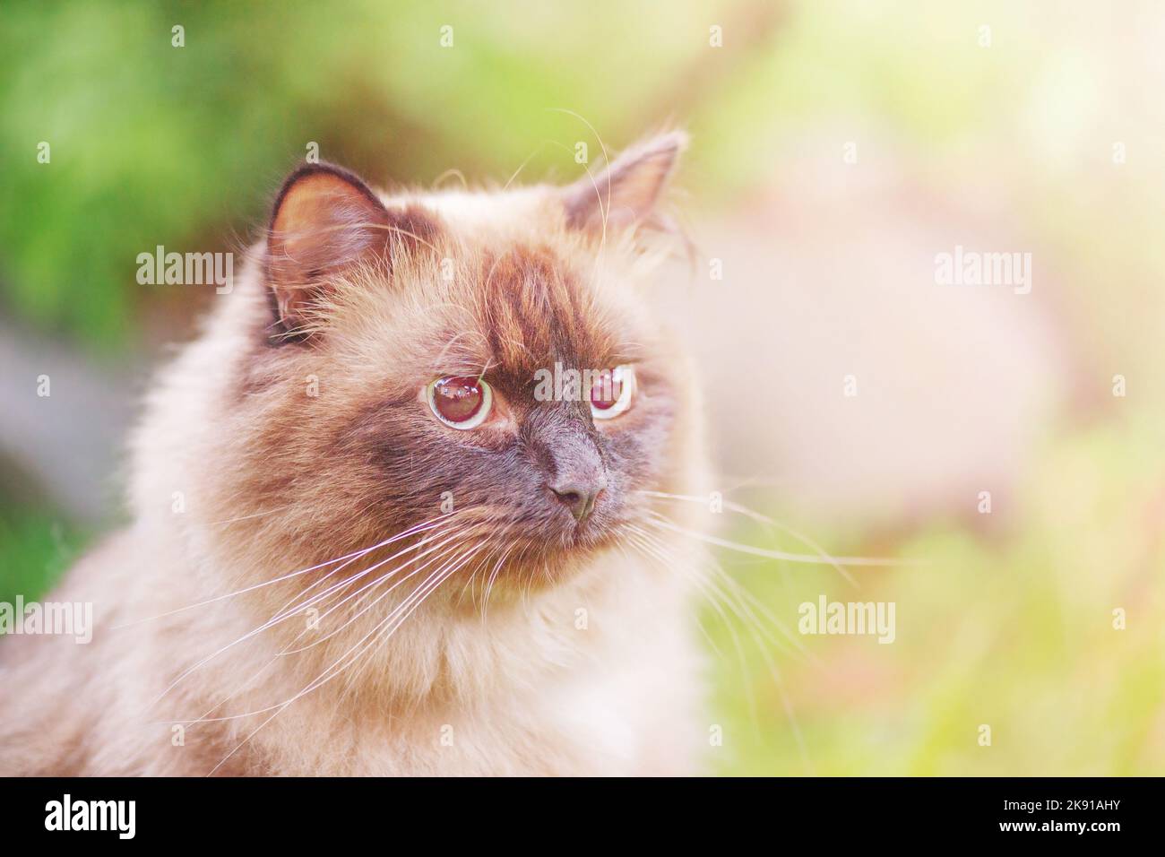 Neva masquerade point hi-res stock photography and images - Alamy