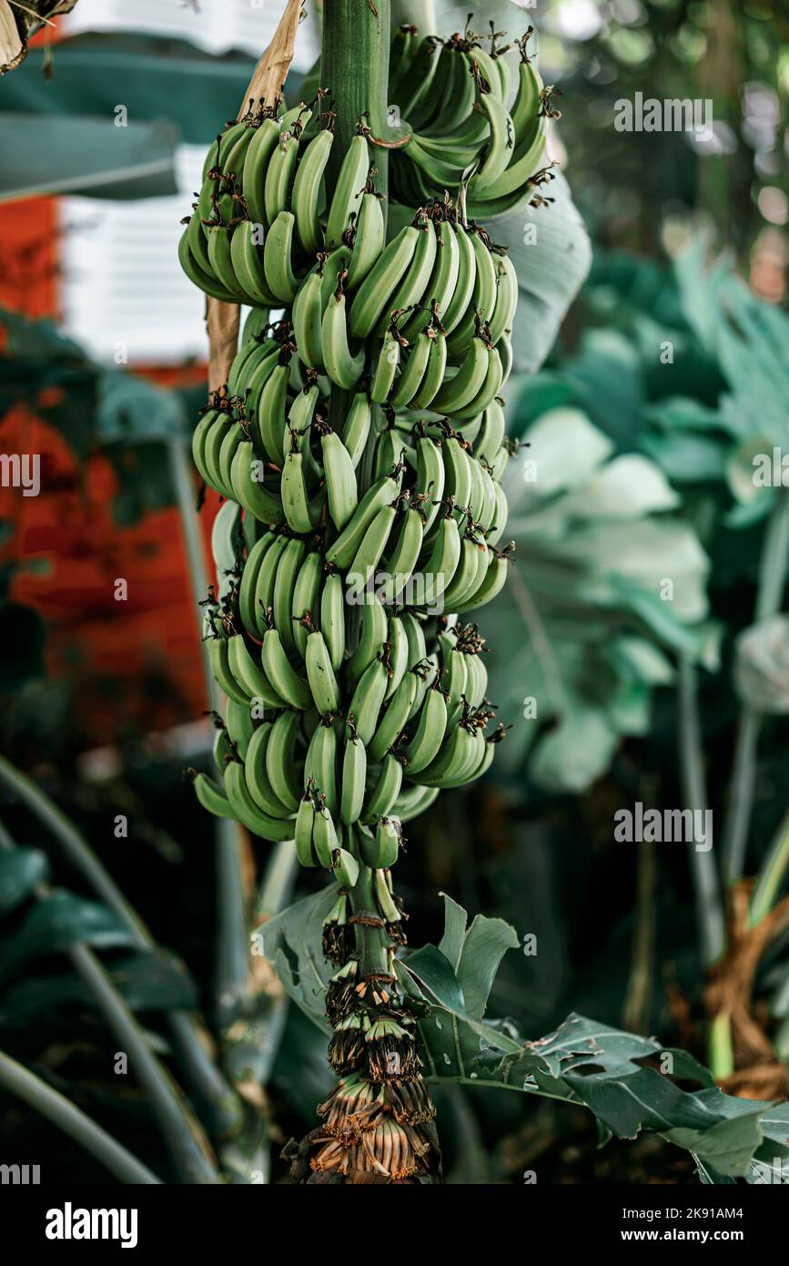 A hand of bananas growing on a banana stalk forming a bunch in dense ...