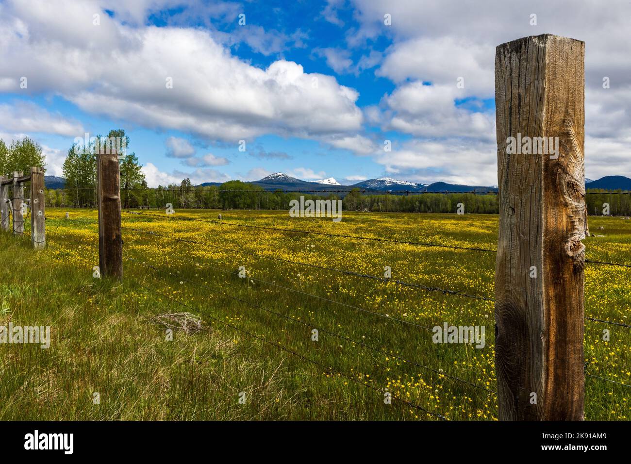 A field with yellow flowers on the background of dense trees and the ...