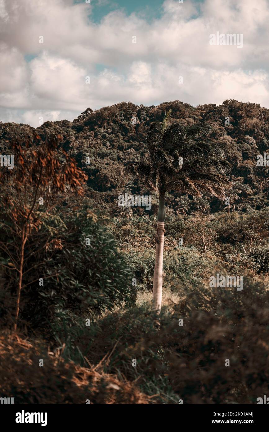 A dense tropical rainforest landscape in the Caribbean island of ...