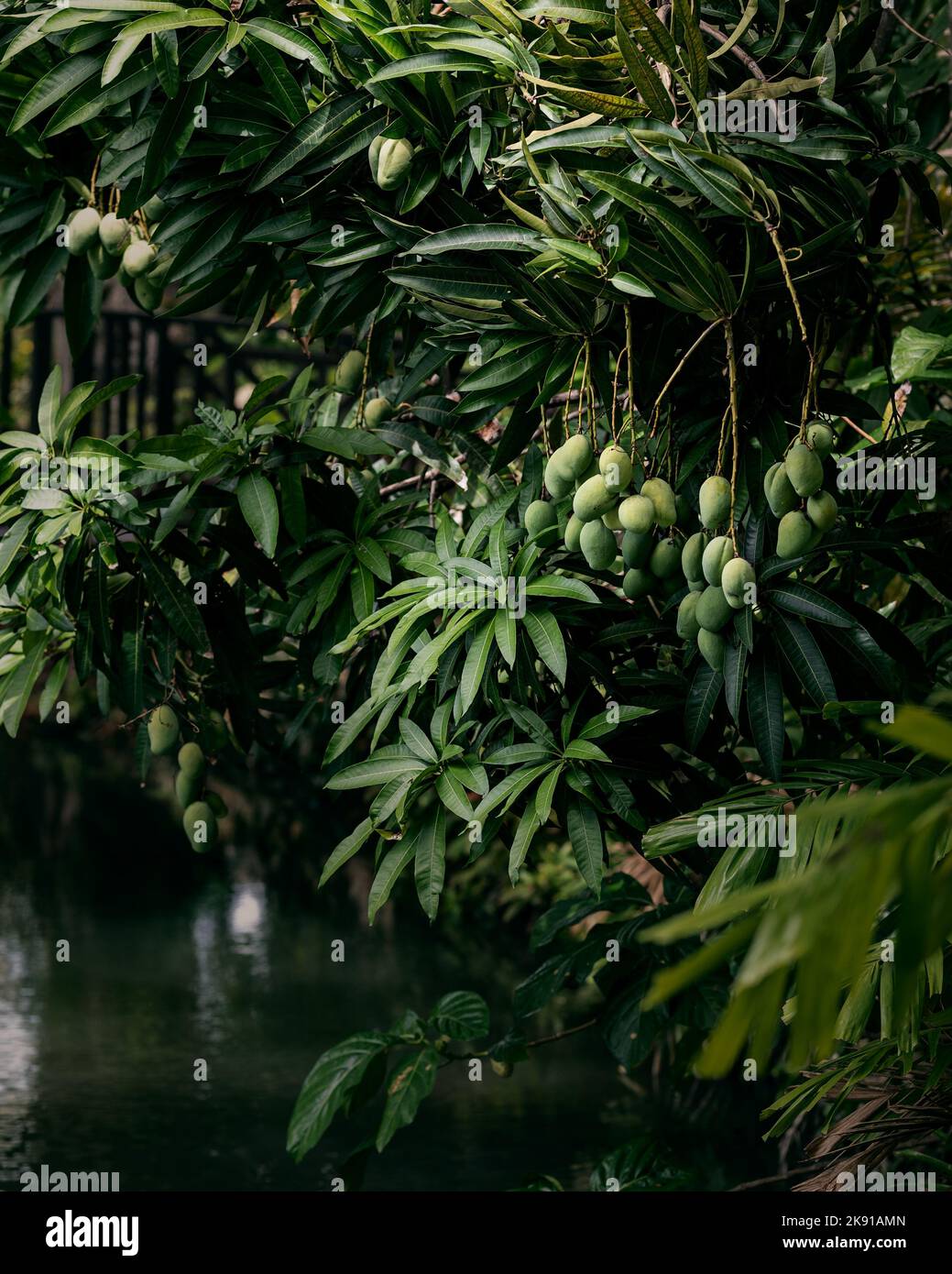 A mango tree by a pond in the Caribbean tropical island of Barbados ...