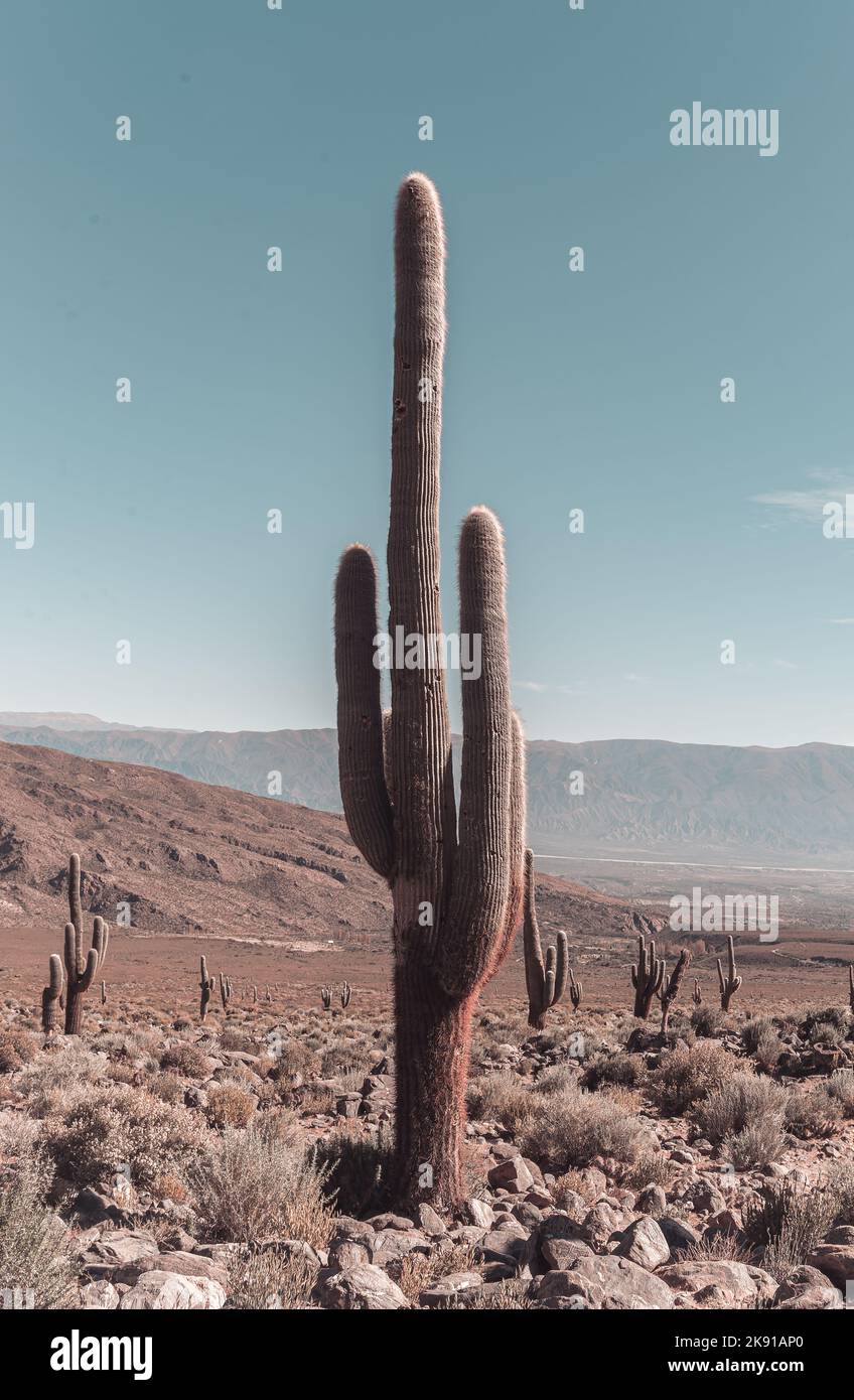 The vertical close-up view of a Saguaro cactus under the blue sky in a ...