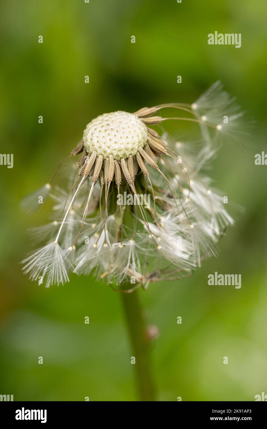 The vertical close-up view of a half-blown dandelion flower before the ...