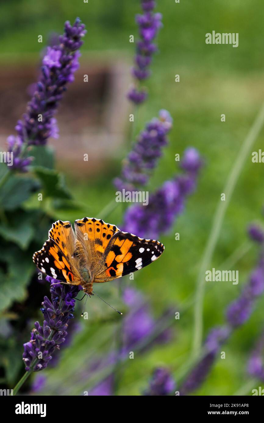 English lavenders lavandula angustifolia hi-res stock photography and ...
