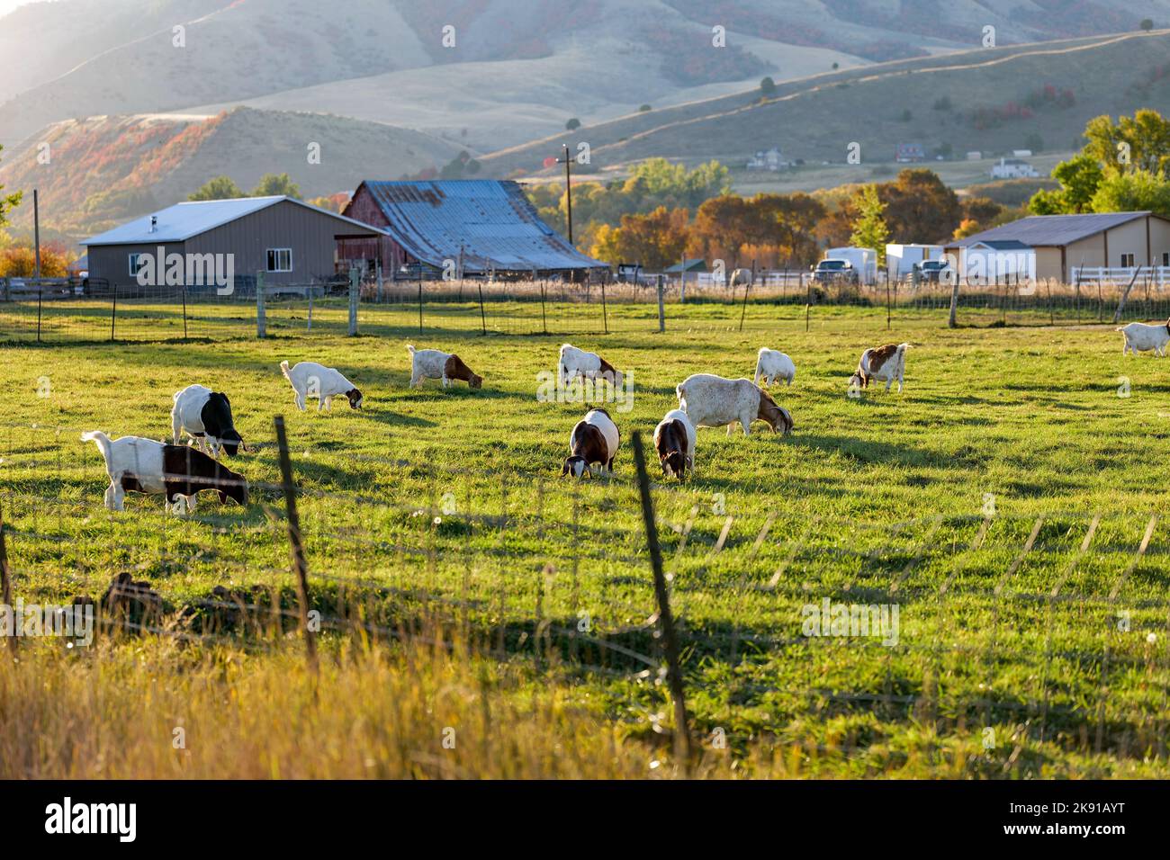 A view of goats grazing in the farm in Avon, Utah Stock Photo - Alamy