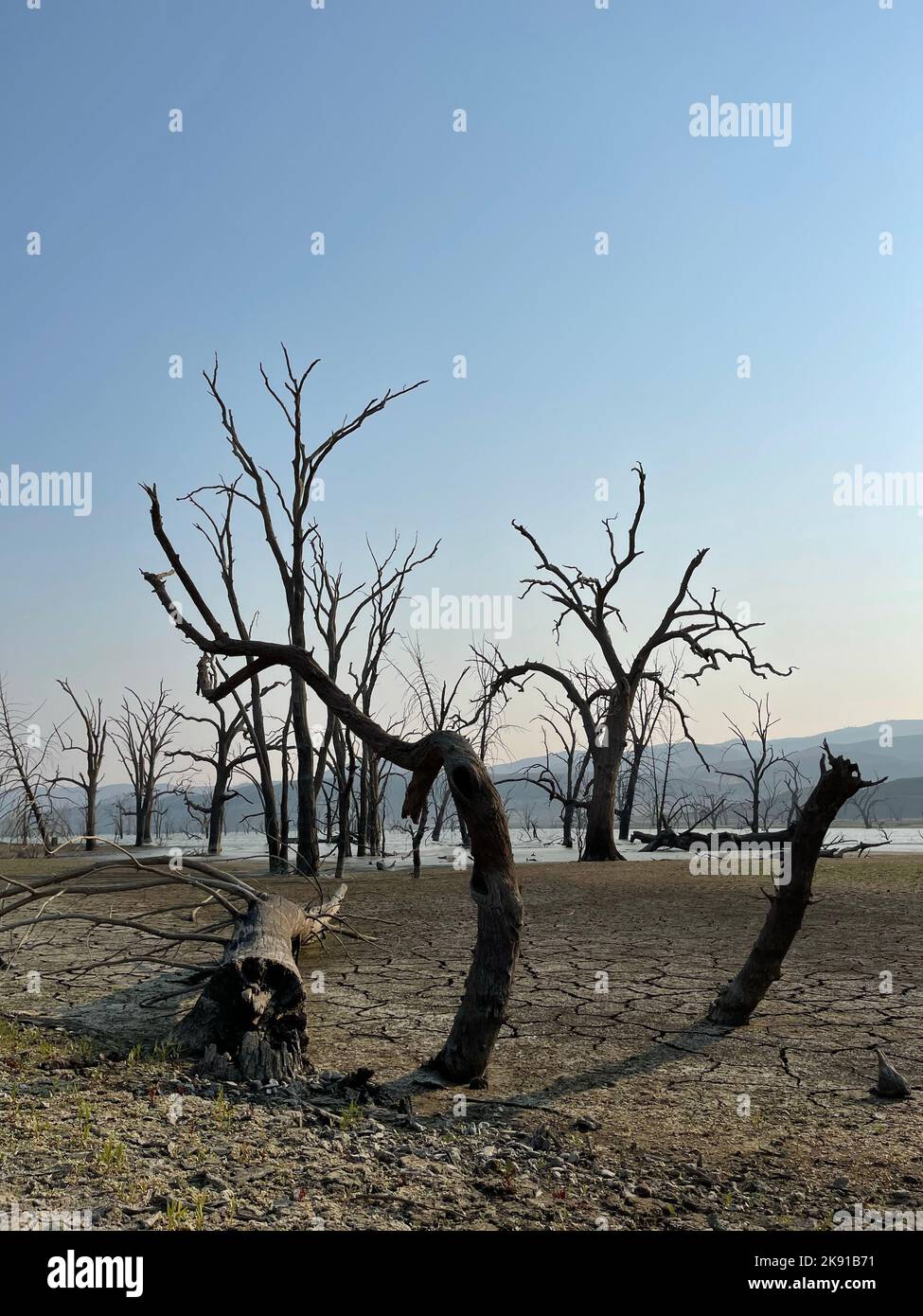 A vertical shot of dead trees in a wasteland at the Indian Valley ...