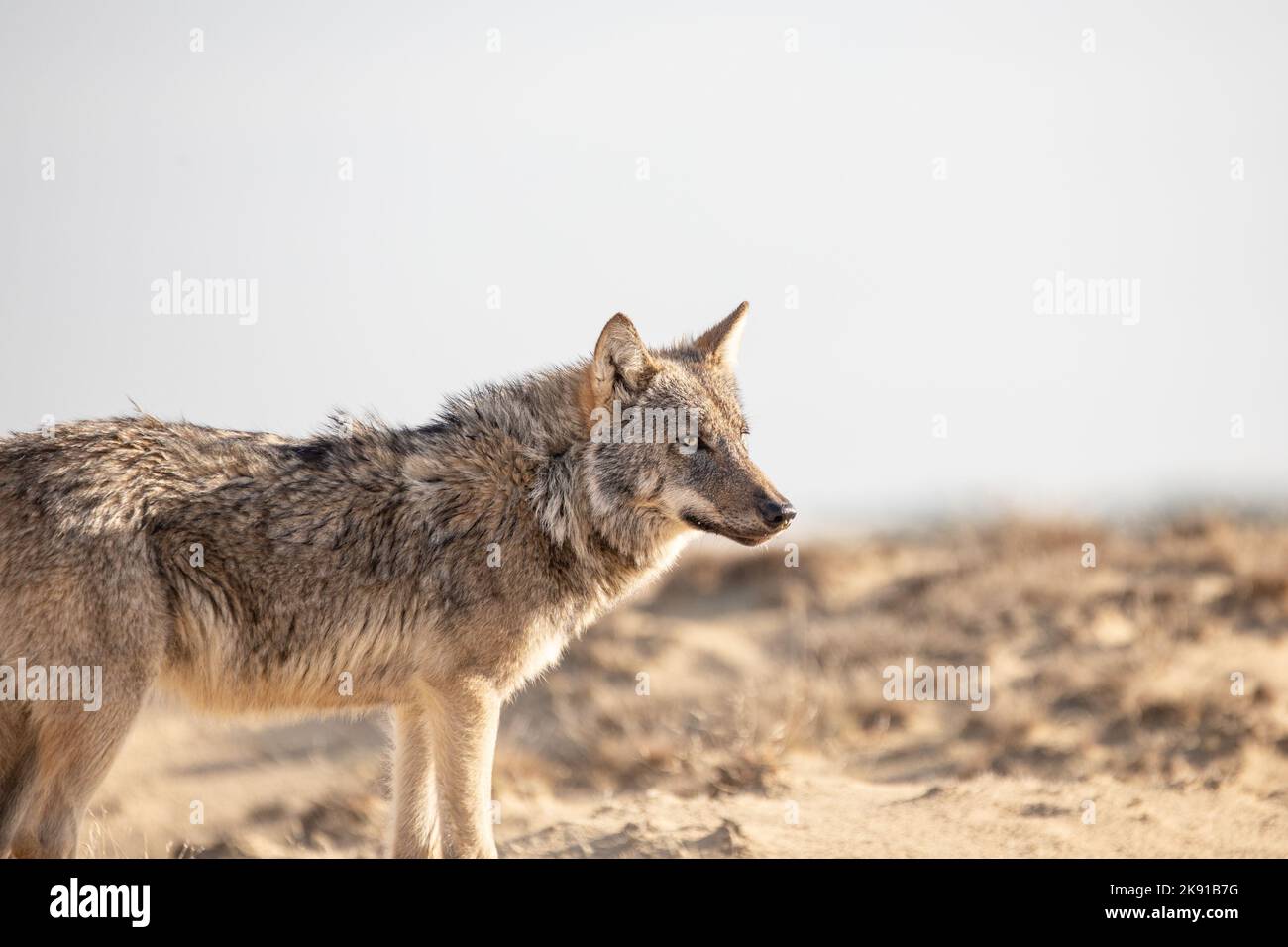 A beautiful wolf walking in a dry field during sunrise Stock Photo - Alamy