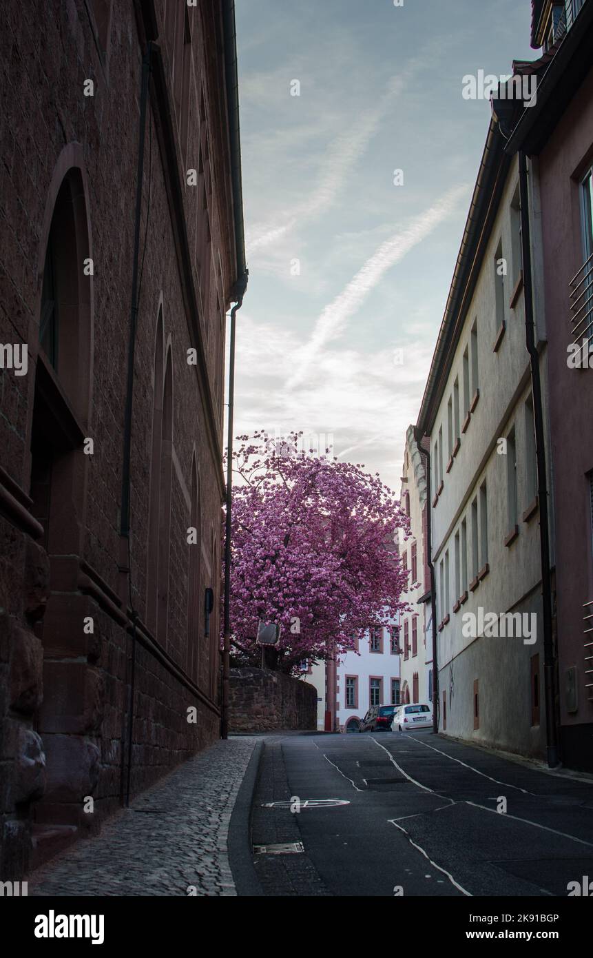 A vertical shot of a pink tree at the end of the street in Gelnhausen ...