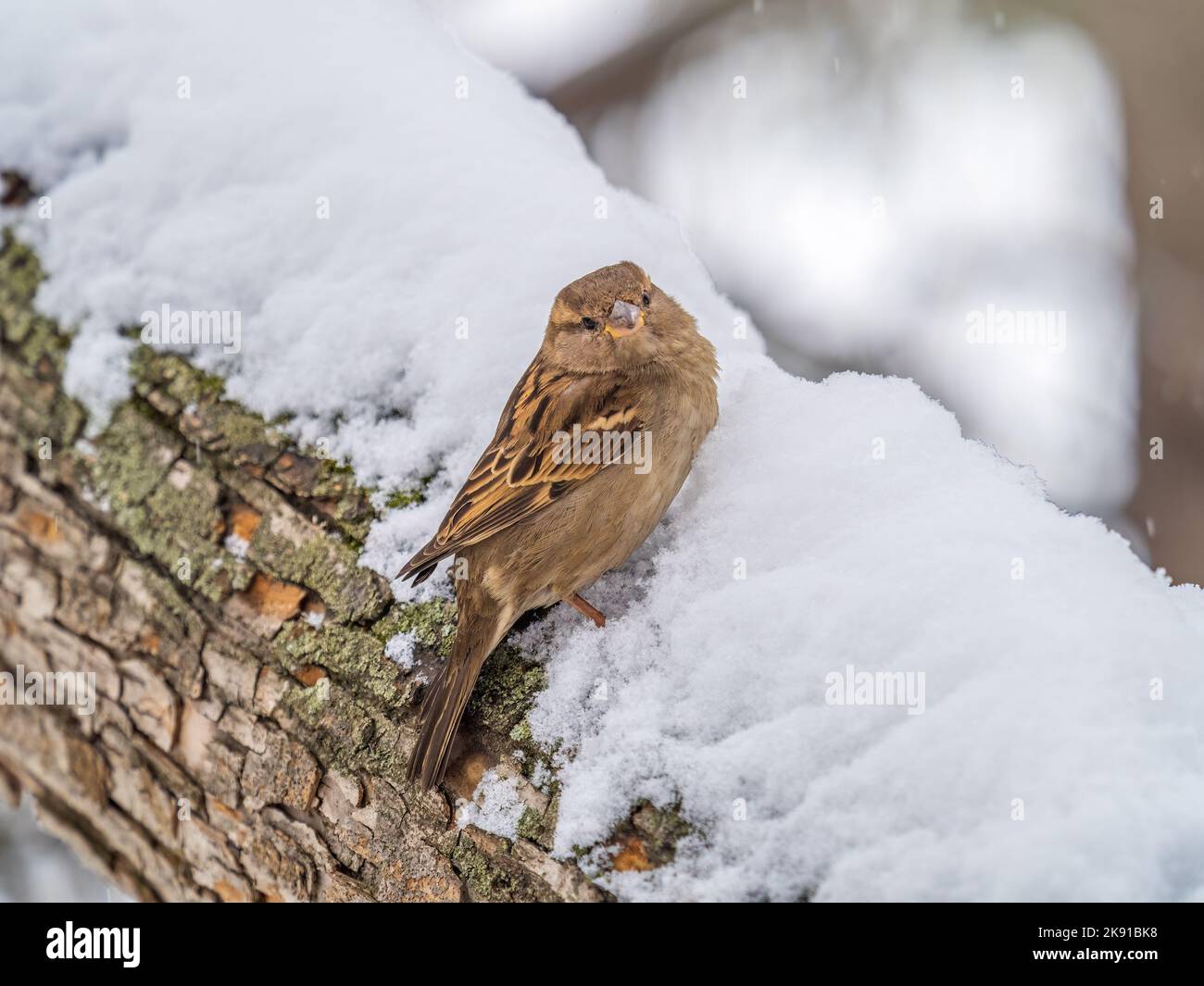 Sparrow sits on a tree trunk with snow in winter. Sparrow on tree trunk ...