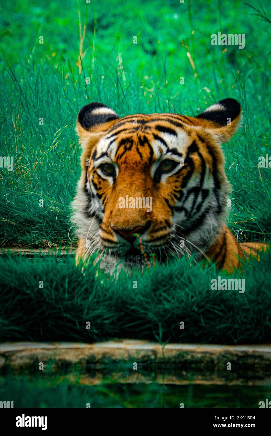 A vertical of a tiger through the grass Stock Photo - Alamy